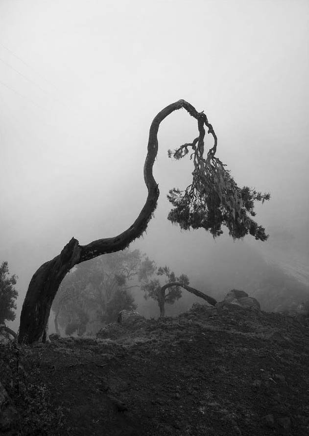 Dominik Fleischmann - Cultureland